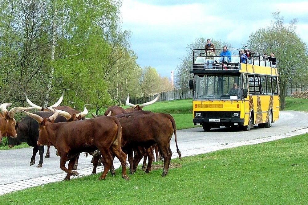 Dvůr Králové - zoo a safari | CestujZadara.cz